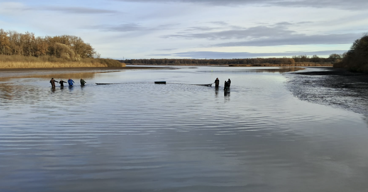 Des pêches traditionnelles au service de la biodiversité des étangs